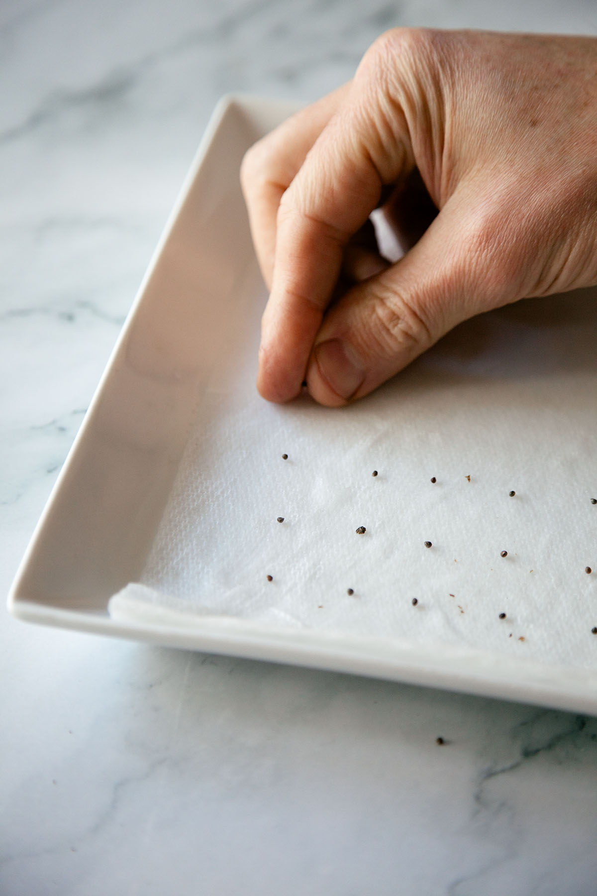 Seed Germination Using the Paper Towel Method - Urban Pantry Garden