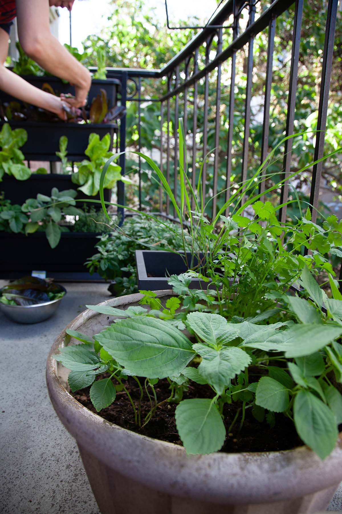 Growing Shiso Leaves in Pots - Urban Pantry Garden