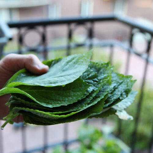 How to Grow and Use Perilla Leaves - Urban Pantry Garden