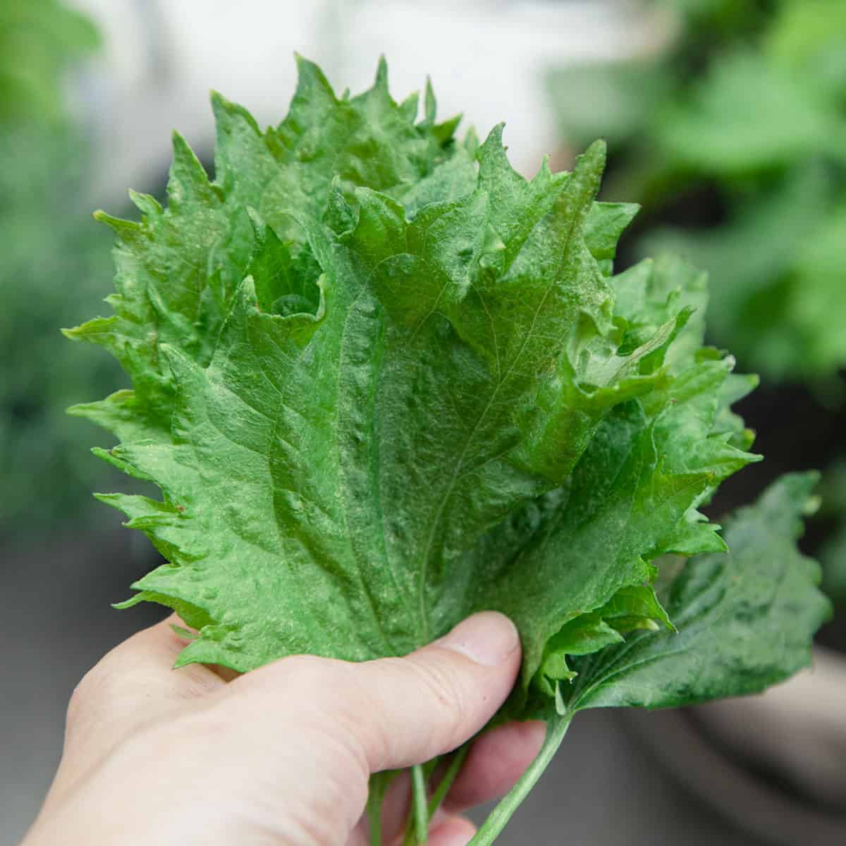 Growing Shiso Leaves in Pots - Urban Pantry Garden
