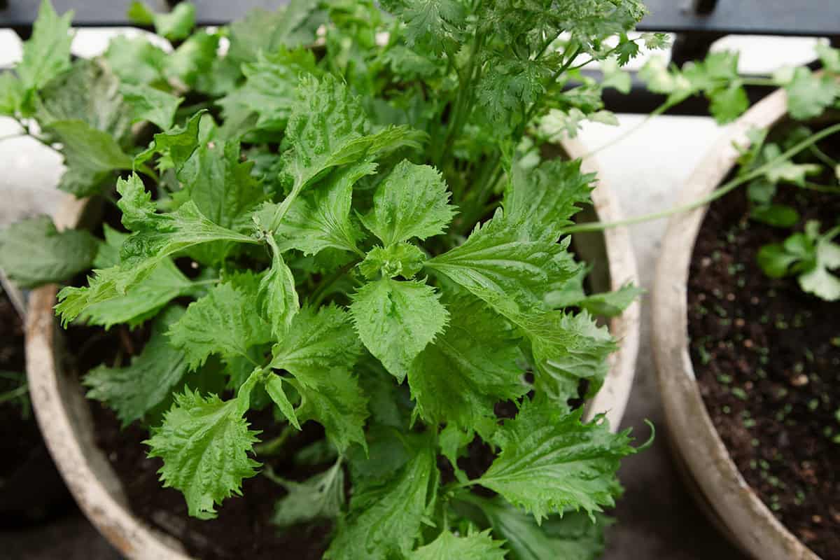 Growing Shiso Leaves in Pots - Urban Pantry Garden